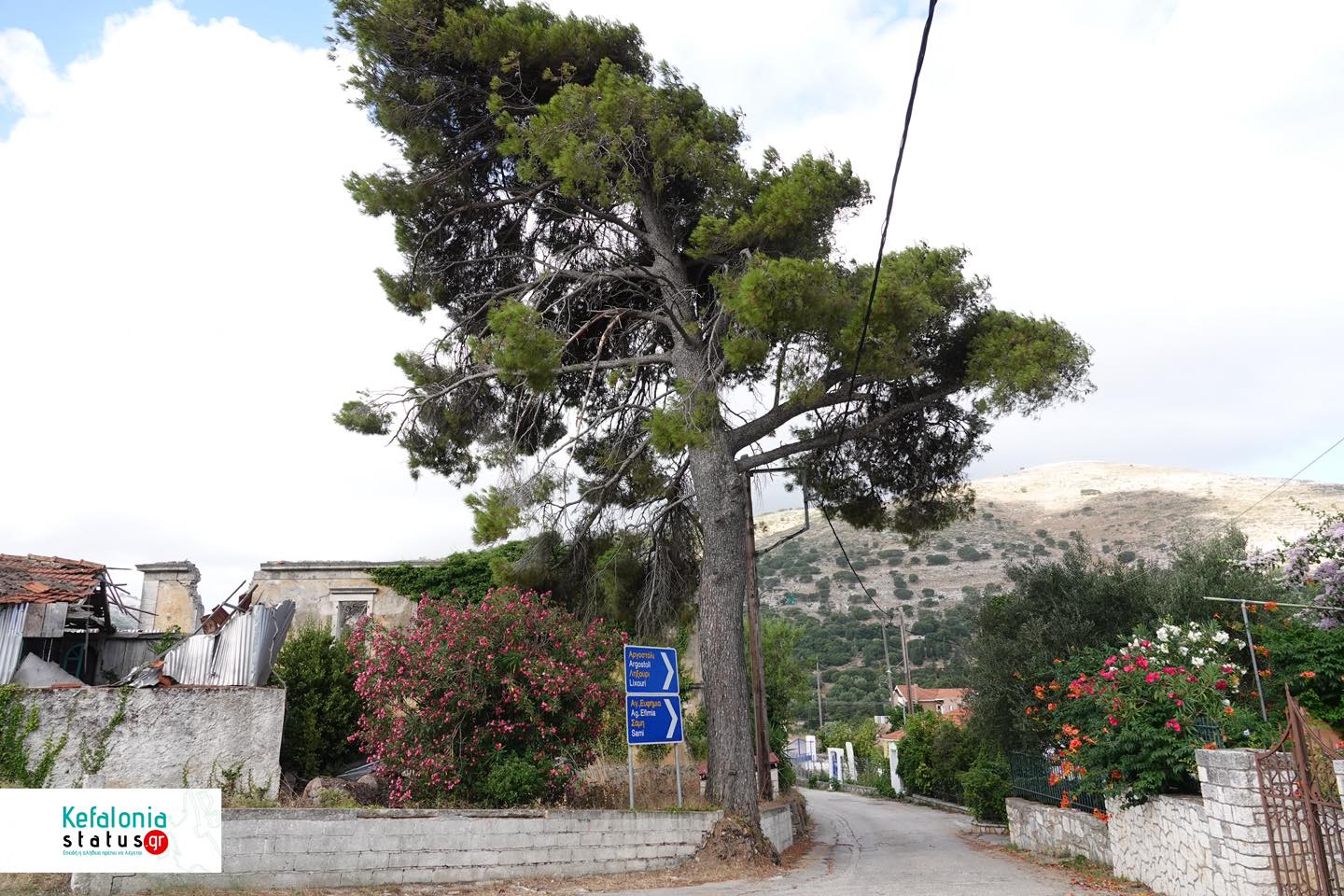 Κίνδυνος στα Διβαράτα από Πεύκο που χρειάζεται περιποίηση (εικόνες ...