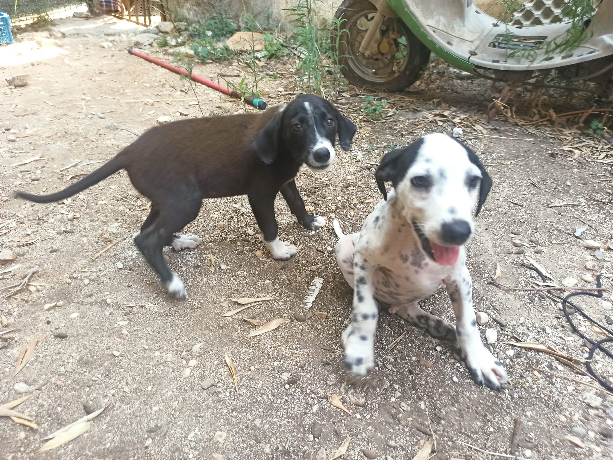 Αδέσποτα κουτάβια για υιοθεσία - Kefalonia Status