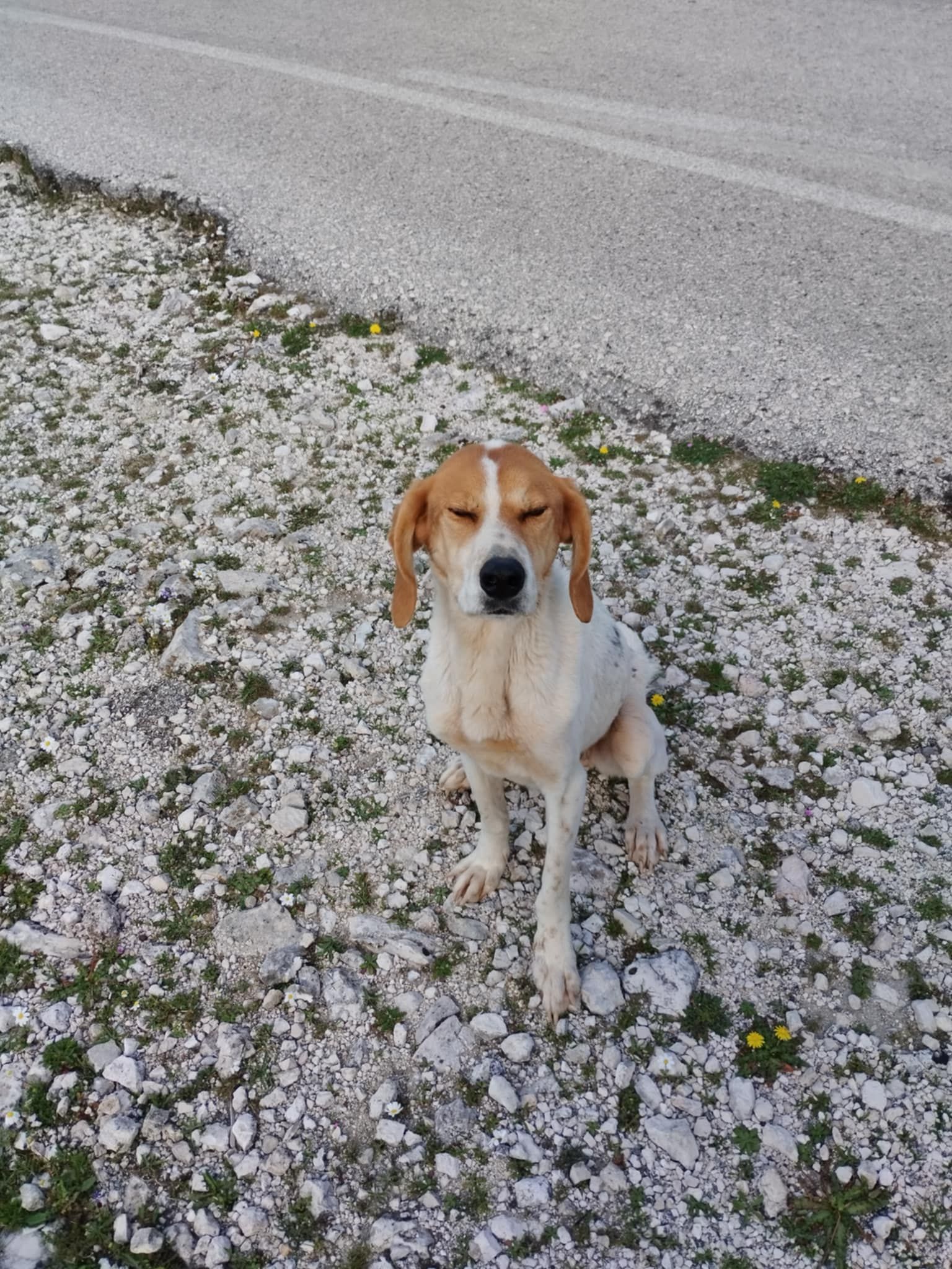 Ζωοφιλία / Άφησαν σκυλάκι στο μεγάλο βουνό – Έκκληση για πληροφορίες ...